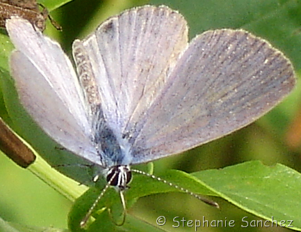 Cassius Blue Leptotes cassius (Cramer, 1775) | Butterflies and Moths of ...