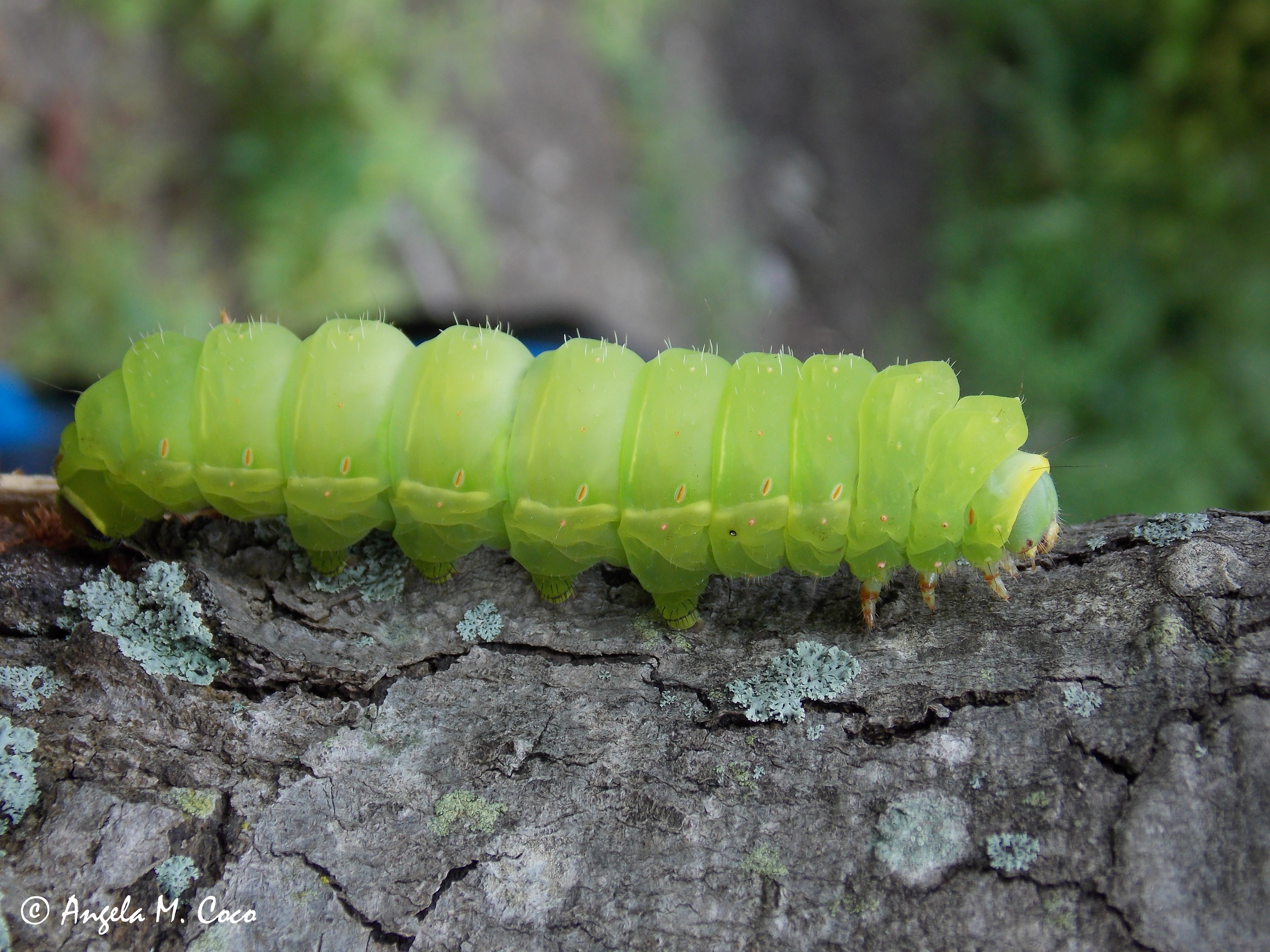 Giant Green Caterpillar Giant Green Caterpillar