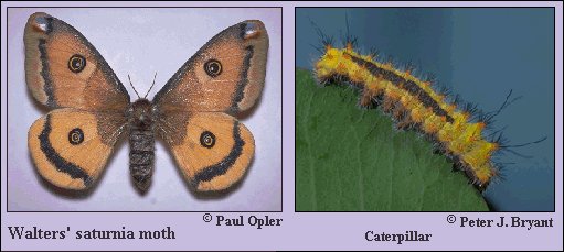 Family Saturniidae (Wild Silk Moths) | Butterflies and Moths of North ...