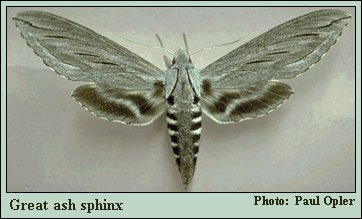 Family Sphingidae (Sphinx Moths, Hawkmoths) | Butterflies and Moths of ...