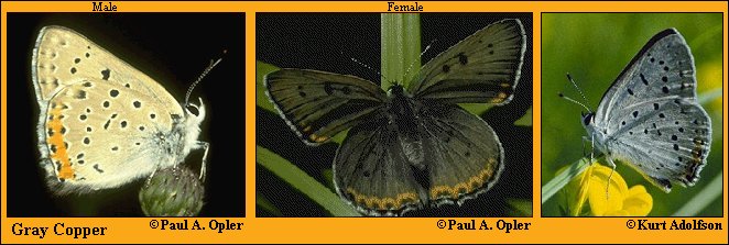 Image Gallery | Butterflies and Moths of North America