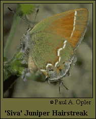 Juniper Hairstreak Callophrys gryneus (Hübner, [1819]) | Butterflies ...