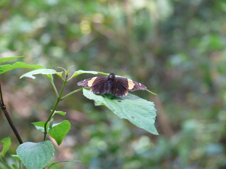 Butterfly, Moth, and Caterpillar Photographs from El Salvador ...