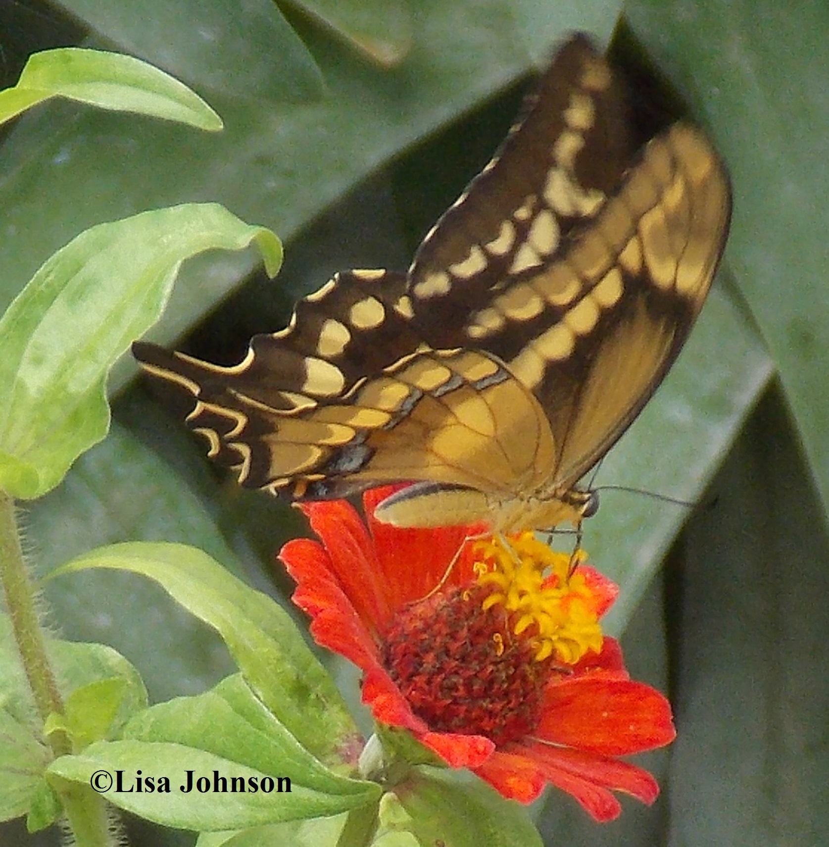 Schaus' Swallowtail Papilio aristodemus Esper, 1794 | Butterflies and ...