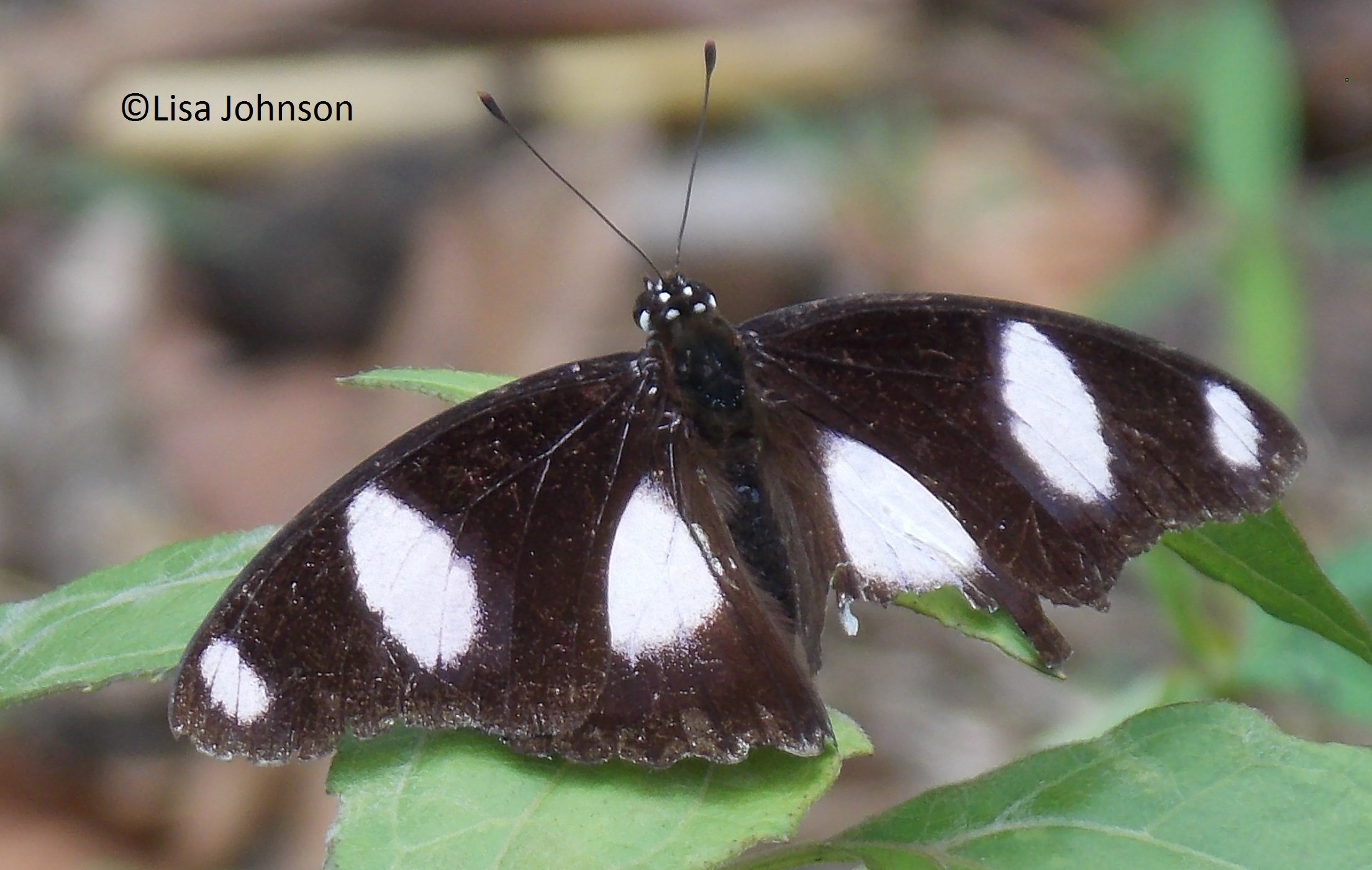 Mimic Hypolimnas misippus (Linnaeus, 1764) | Butterflies and Moths of ...