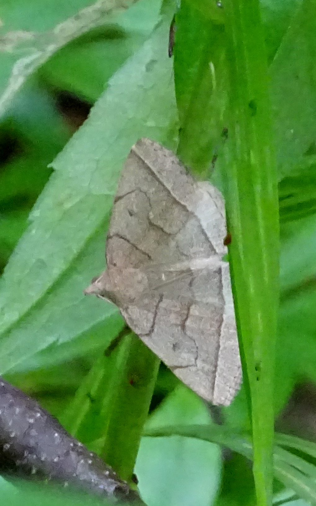 Sighting 1219585 | Butterflies and Moths of North America