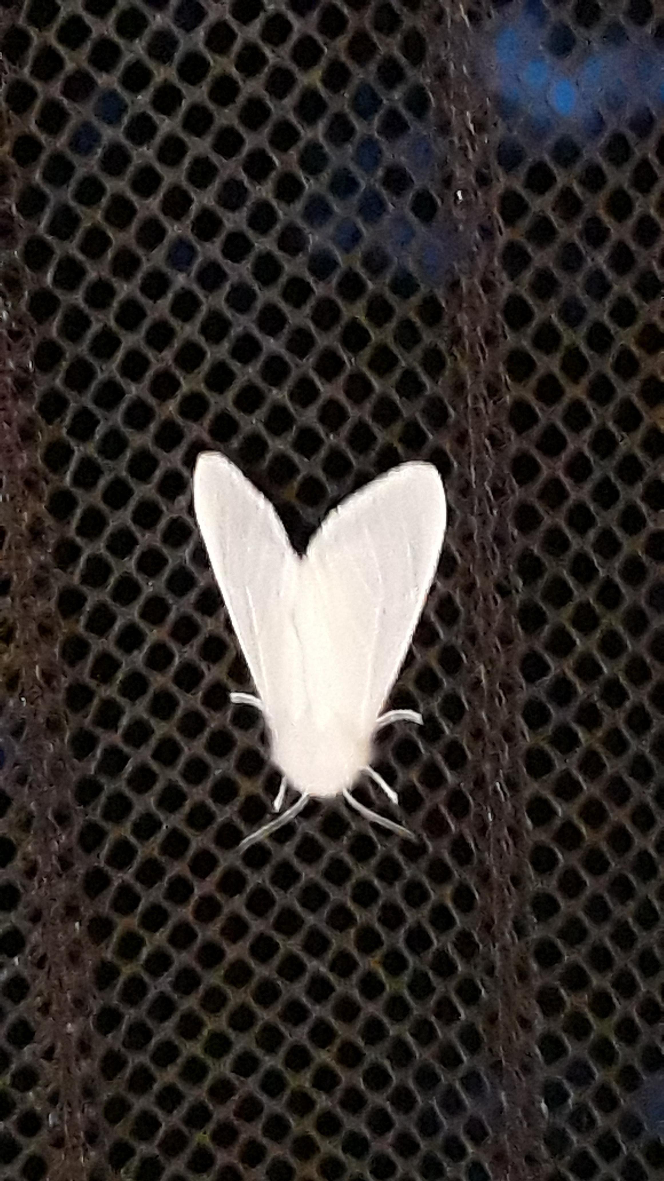 Alabama | Butterflies and Moths of North America