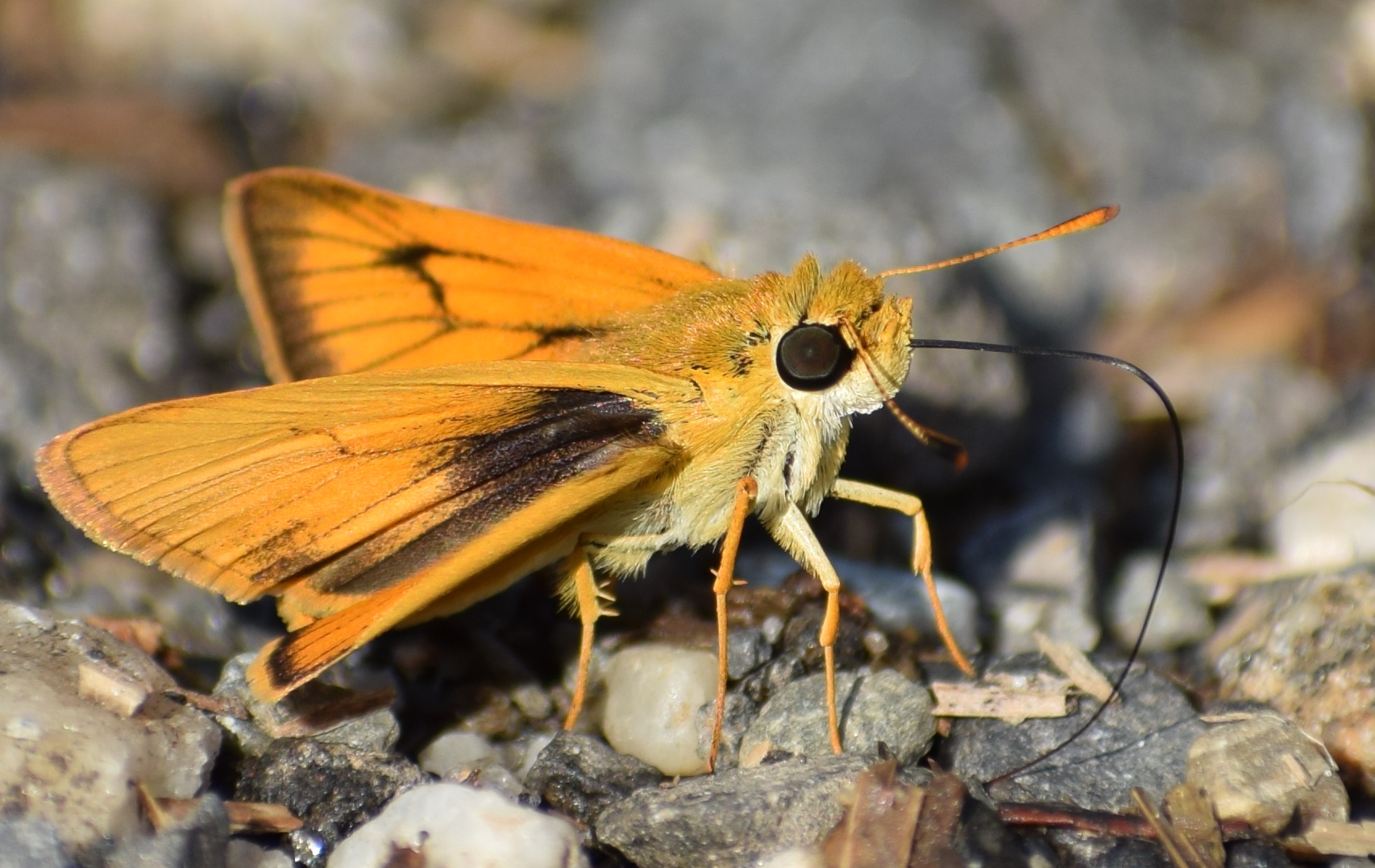 Butterfly, Moth, and Caterpillar Photographs from Westchester County ...