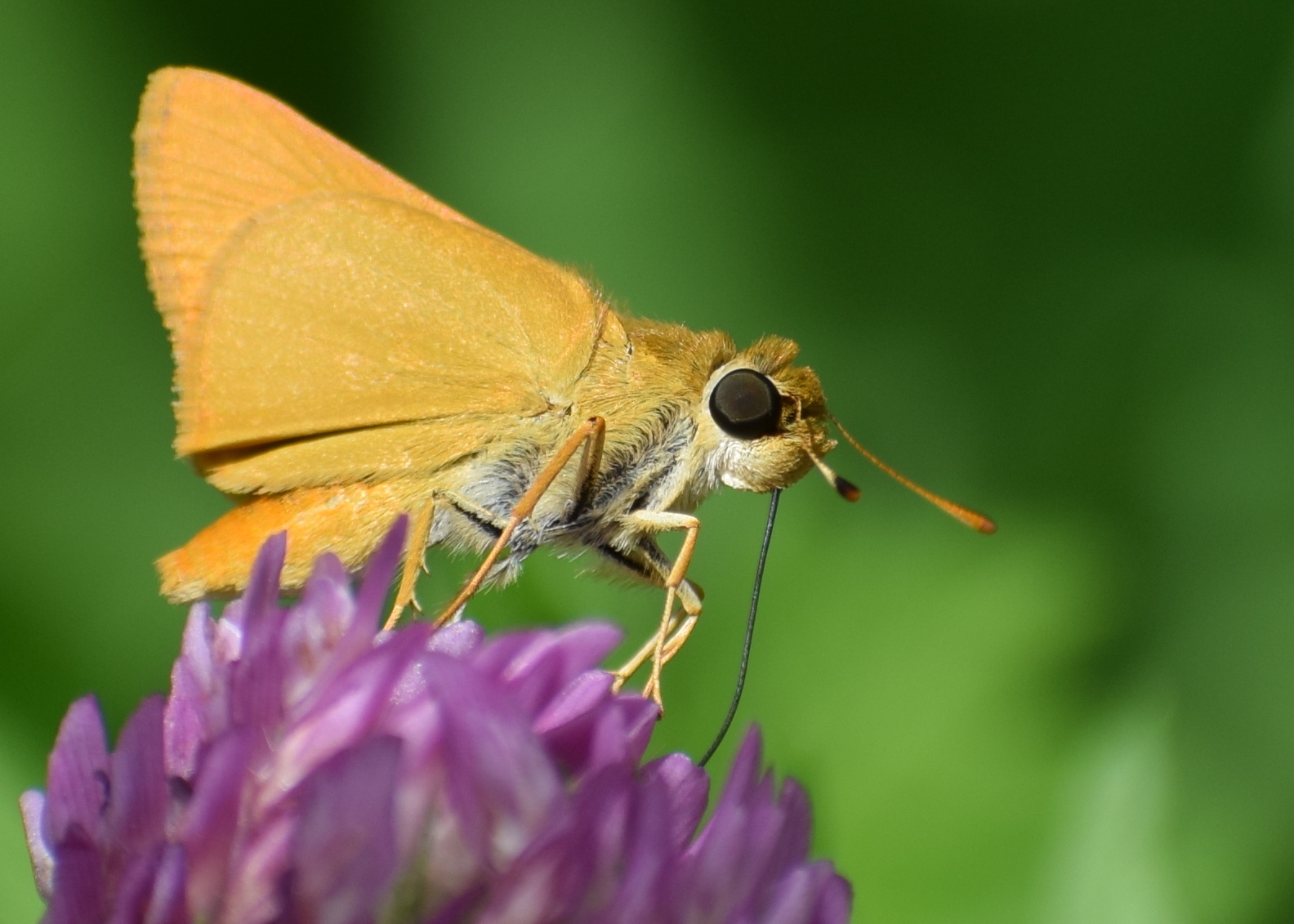 Butterfly, Moth, and Caterpillar Photographs from Westchester County ...