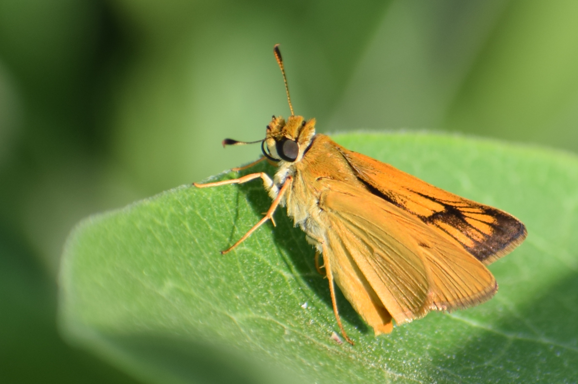 Butterfly, Moth, and Caterpillar Photographs from Westchester County ...