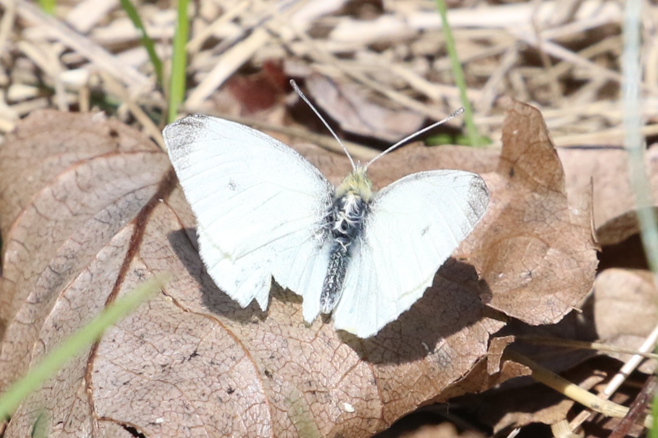 Butterfly, Moth, and Caterpillar Photographs from Alberta | Butterflies ...