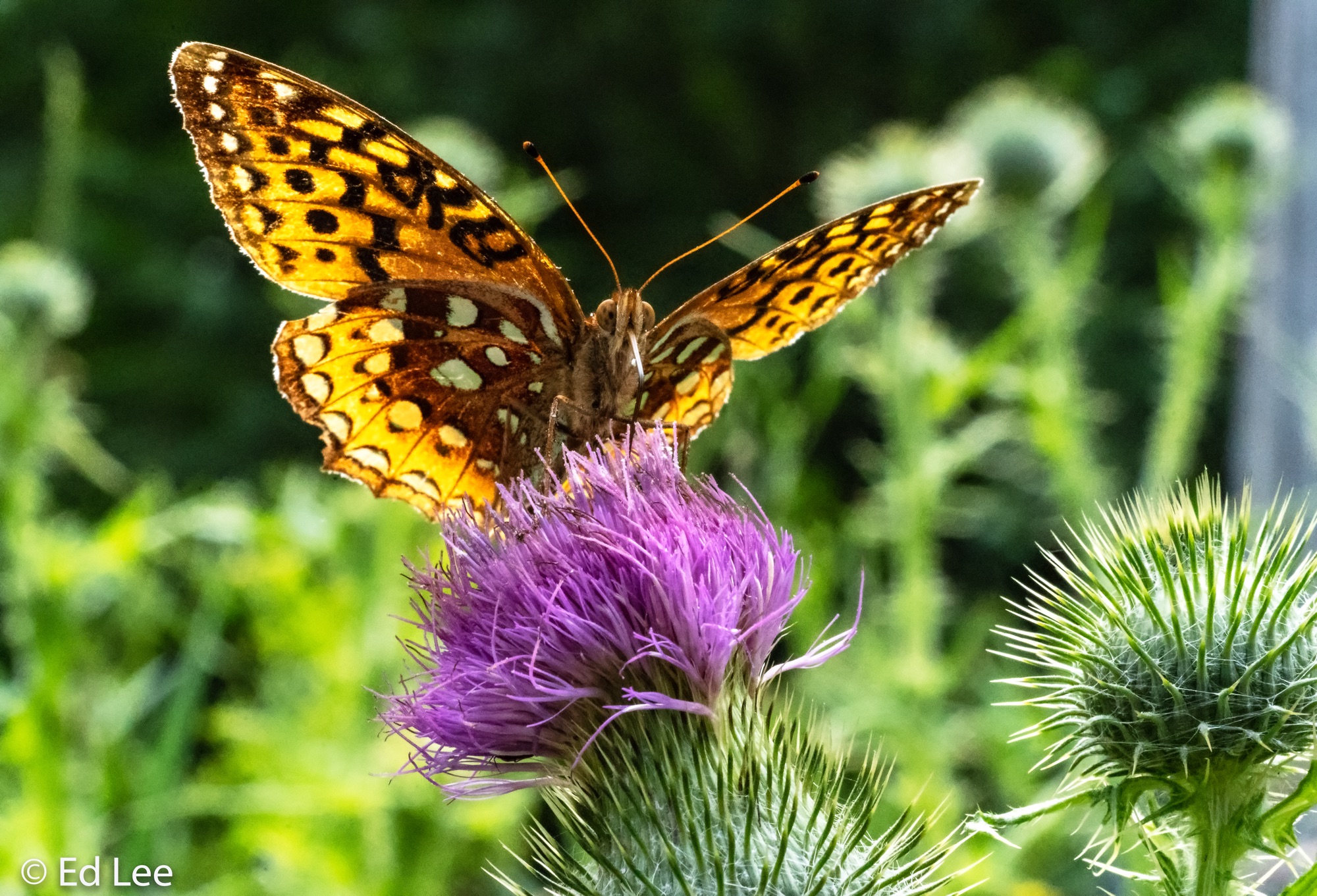 Butterfly, Moth, and Caterpillar Photographs from Lake County ...