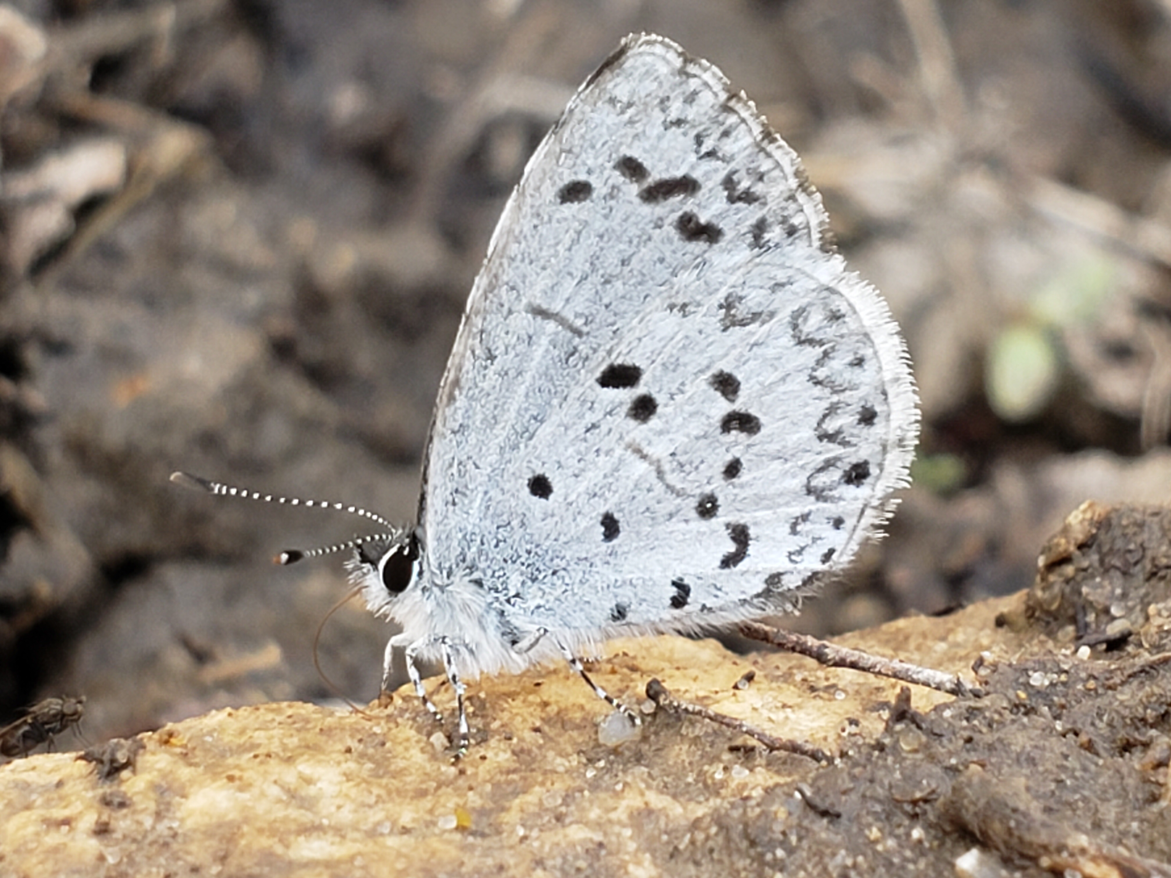 Butterfly, Moth, and Caterpillar Photographs from Winona County ...