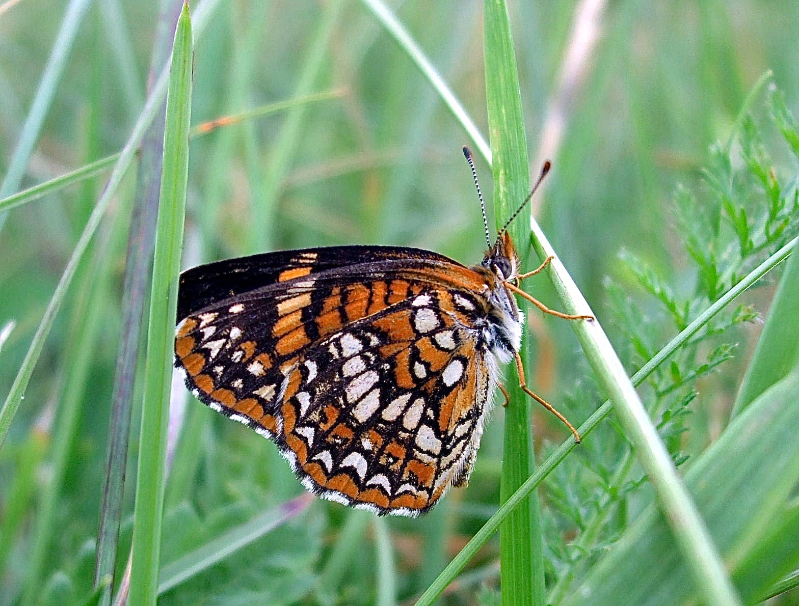 Butterfly, Moth, and Caterpillar Photographs from Highland County ...