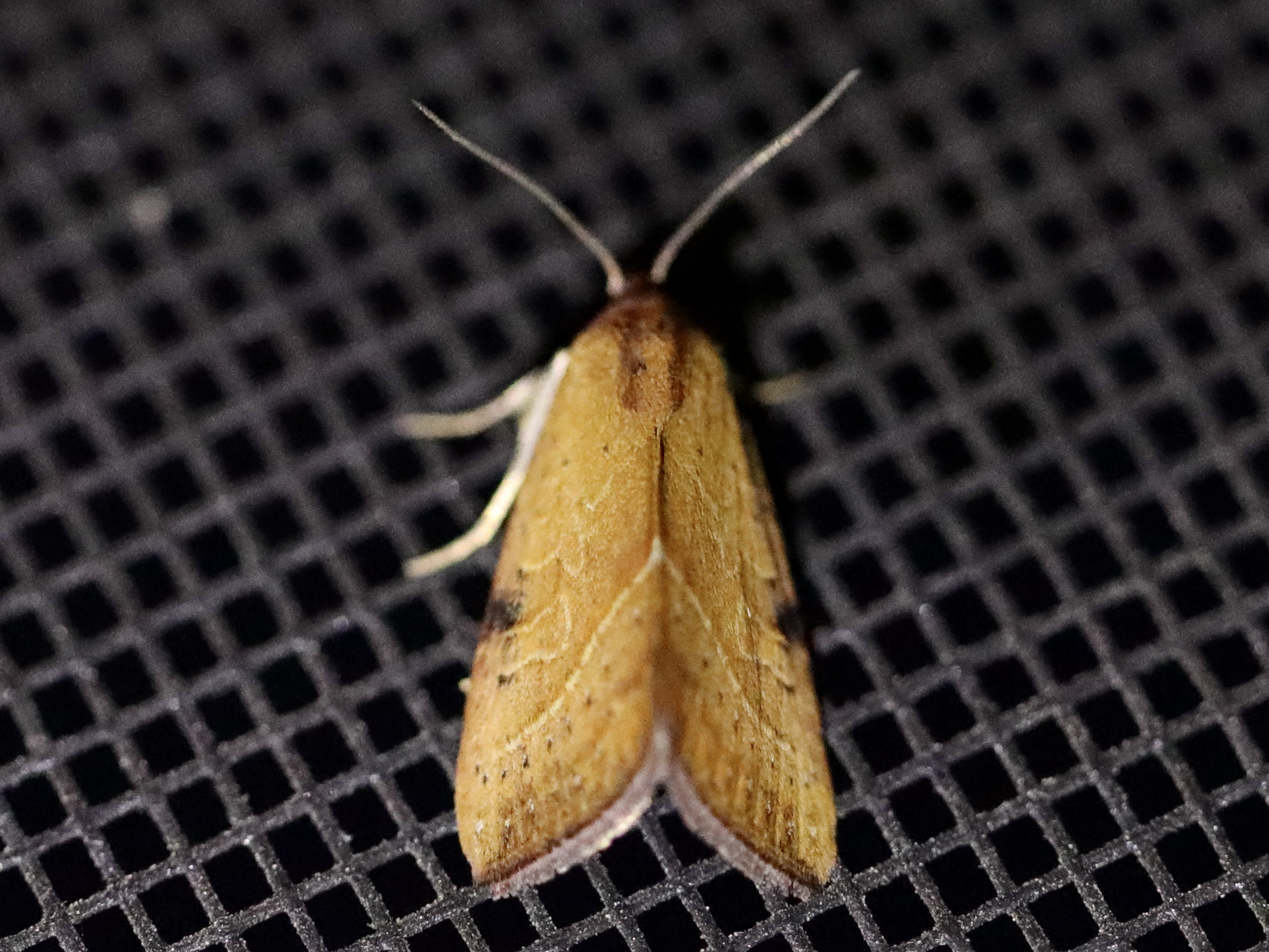 Butterfly, Moth, and Caterpillar Photographs from Wood County ...