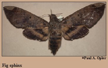Fig sphinx Pachylia ficus (Linnaeus, 1758) | Butterflies and Moths of ...