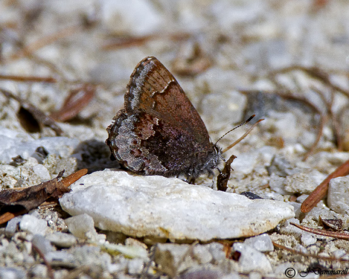 Butterfly, Moth, and Caterpillar Photographs from Stevens County ...