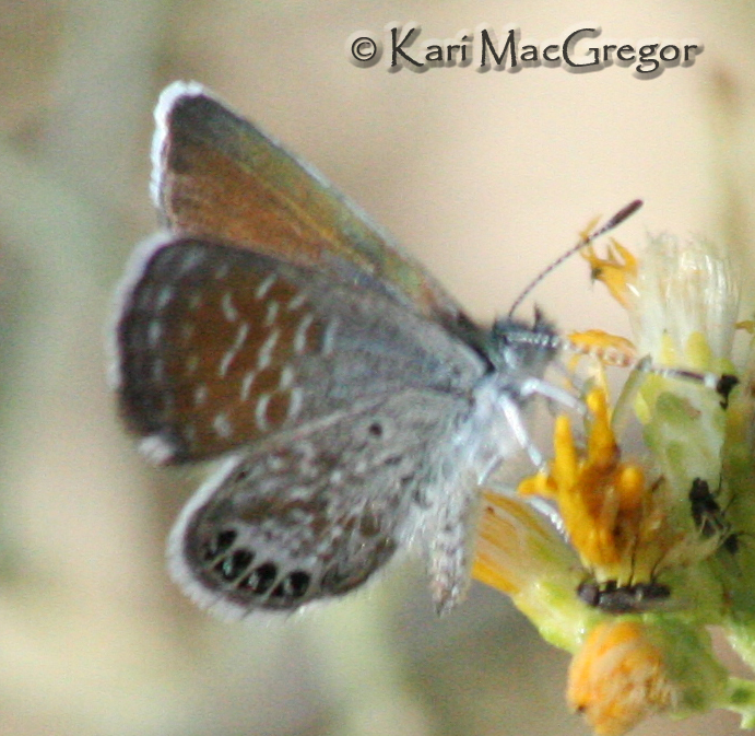 Western Pygmy-Blue Brephidium exilis (Boisduval, 1852) | Butterflies ...