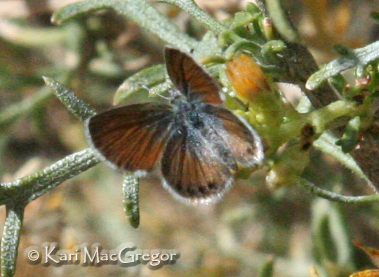 Western Pygmy-Blue Brephidium exilis (Boisduval, 1852) | Butterflies ...