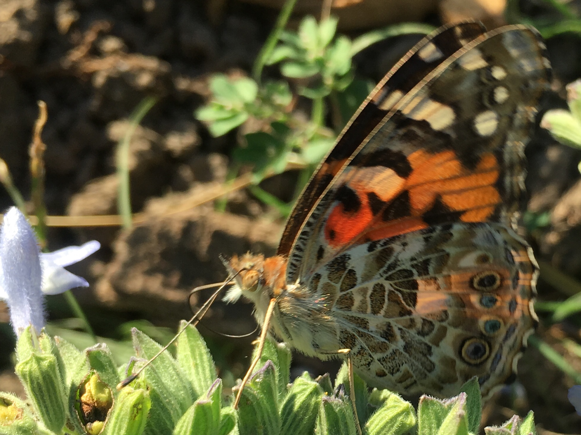 Kansas | Butterflies and Moths of North America