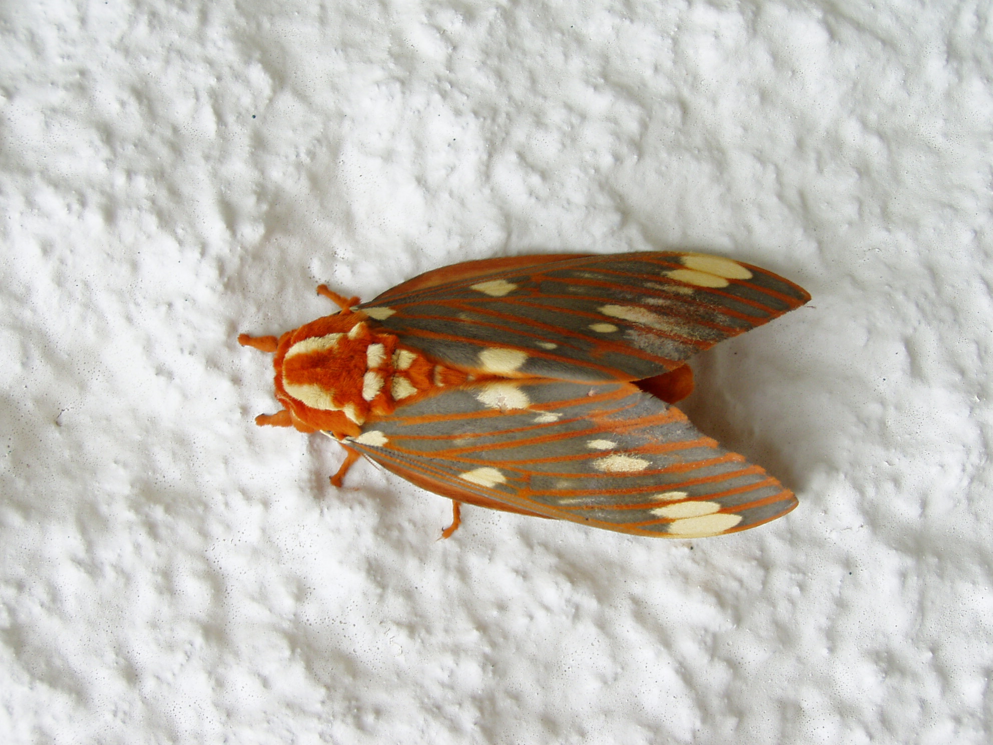 Butterfly, Moth, and Caterpillar Photographs from Logan County ...