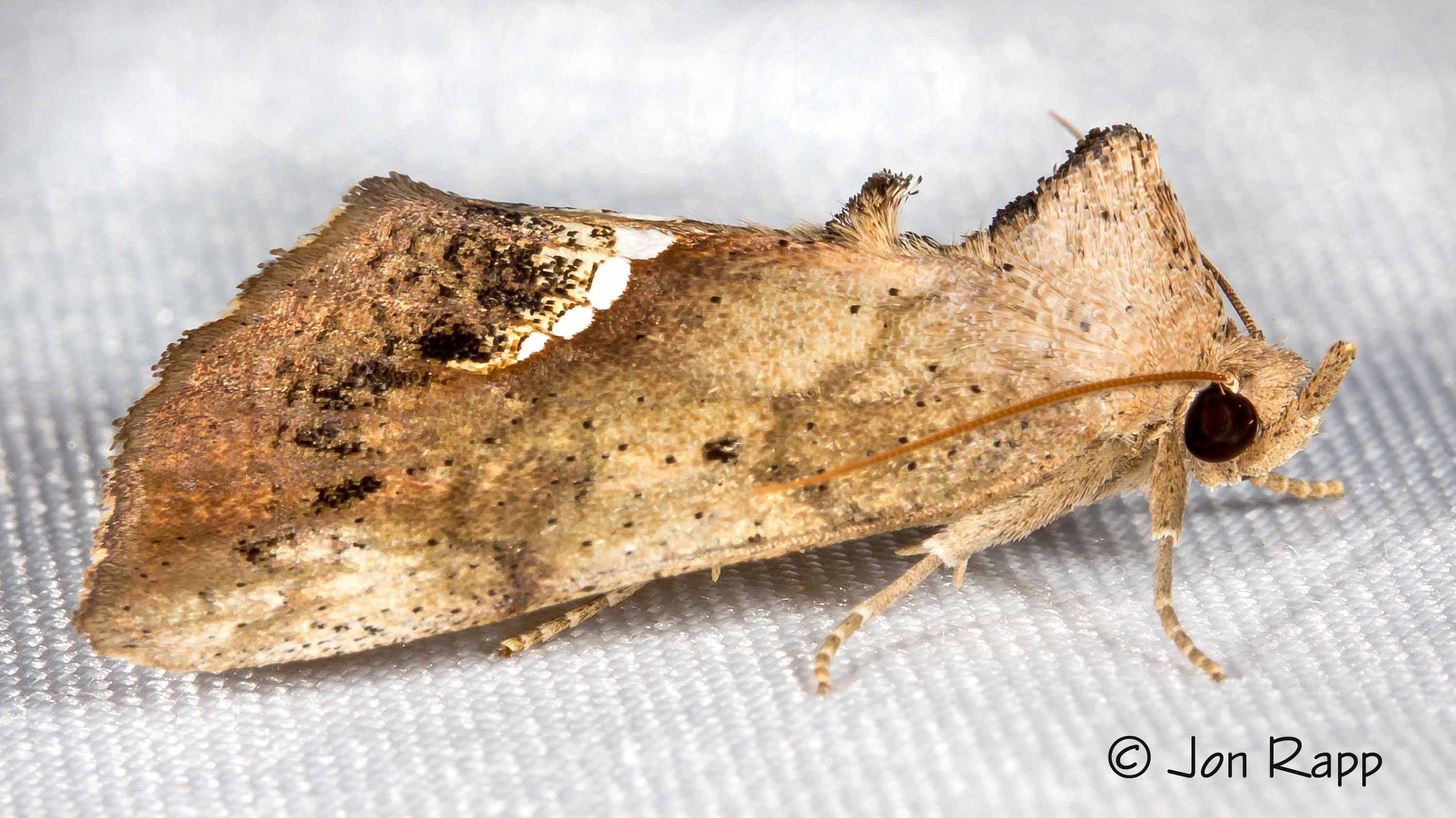Family Erebidae (Erebid Moths) | Butterflies and Moths of North America