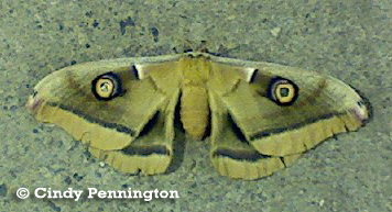 Oculea silkmoth Antheraea oculea (Neumoegen, 1883) | Butterflies and ...