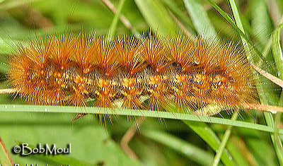 Salt Marsh Moth or Acrea Moth Estigmene acrea (Drury, 1773 ...