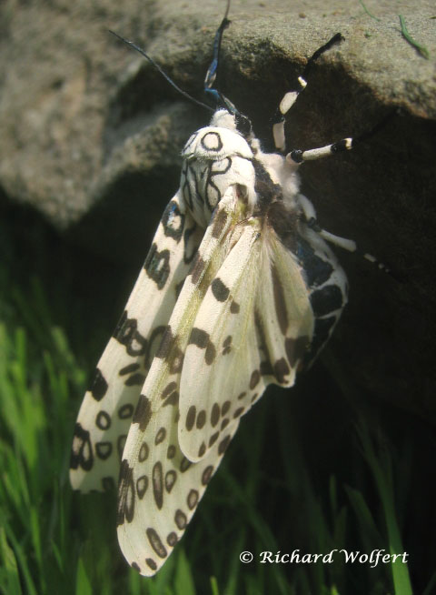 Great Leopard Moth Hypercompe scribonia (Stoll, 1790) | Butterflies and ...