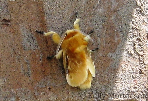 Southern Flannel Moth Megalopyge opercularis (J. E. Smith, 1797 ...