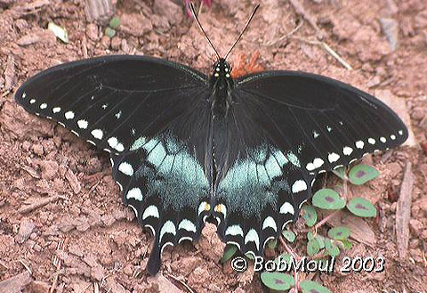 Spicebush Swallowtail Papilio troilus Linnaeus, 1758 | Butterflies and Moths of North America