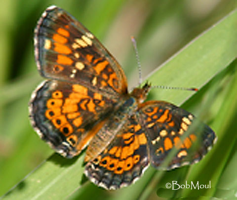 Phaon Crescent Phyciodes phaon (W.H. Edwards, 1864) | Butterflies and ...
