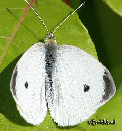 Cabbage White Pieris rapae (Linnaeus, 1758) | Butterflies and Moths of ...