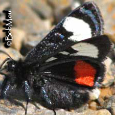 Grapevine Epimenis Psychomorpha epimenis Drury | Butterflies and Moths ...