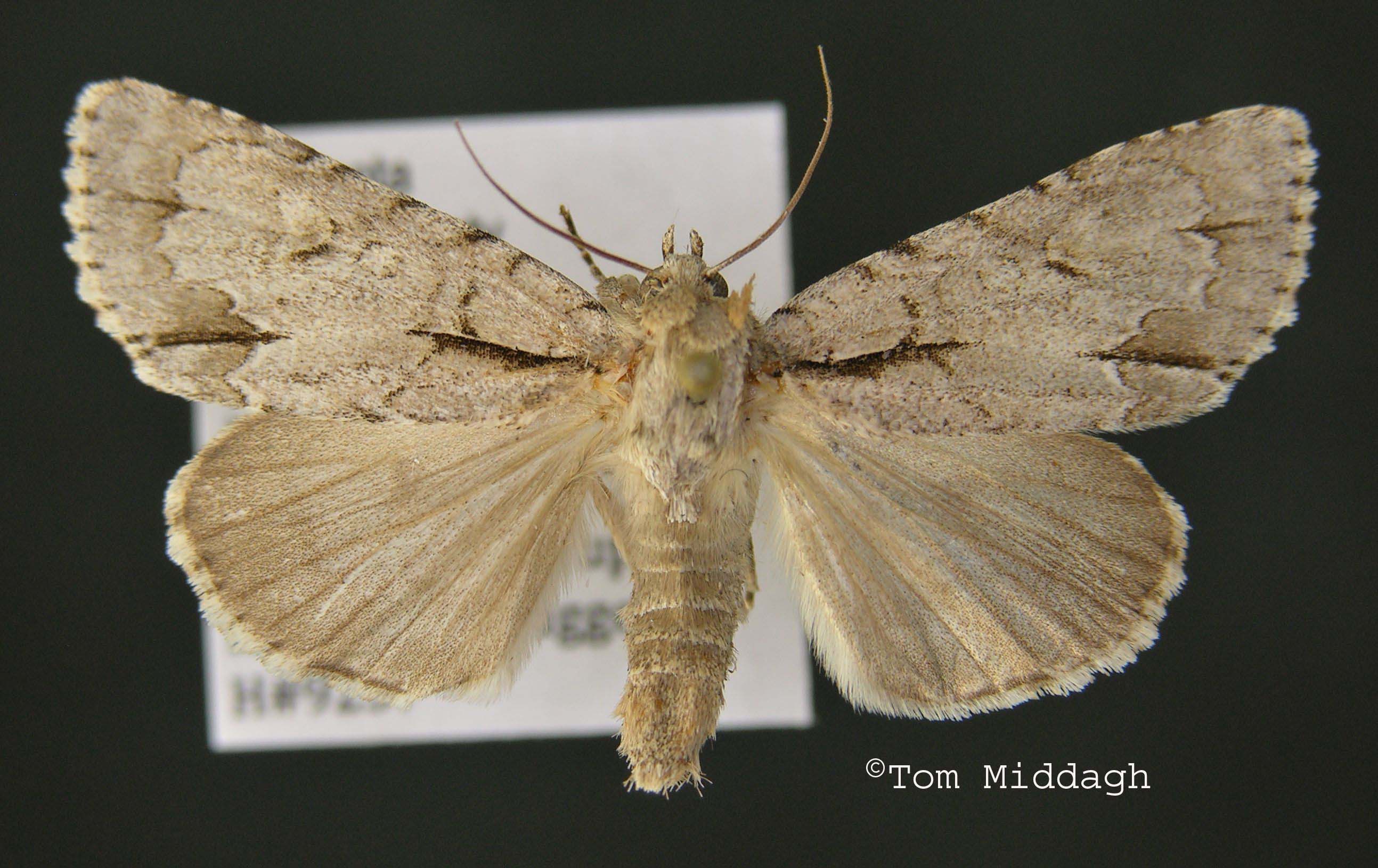 Photographs from Nobles County | Butterflies and Moths of North America