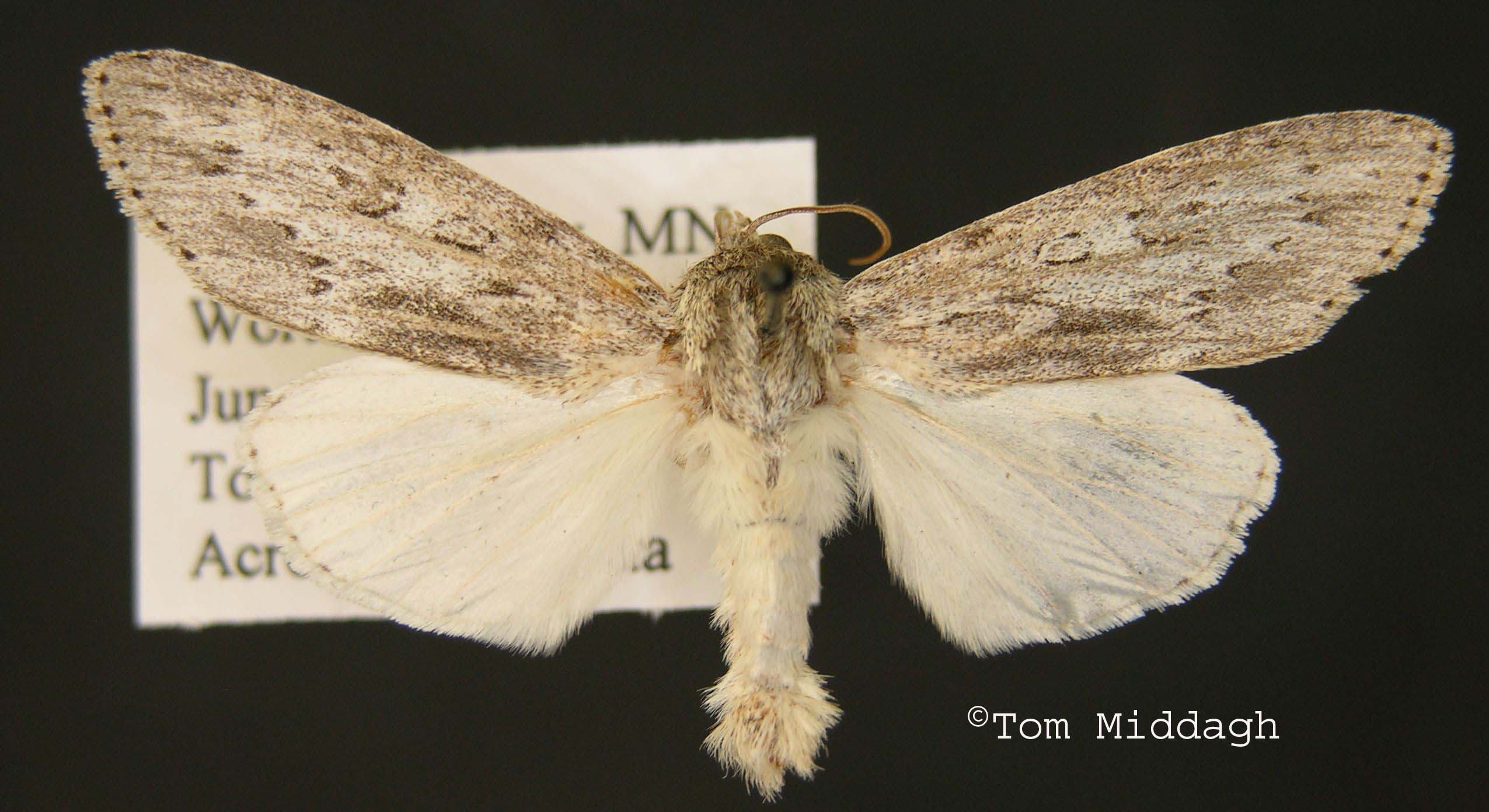 Butterfly, Moth, and Caterpillar Photographs from Nobles County ...