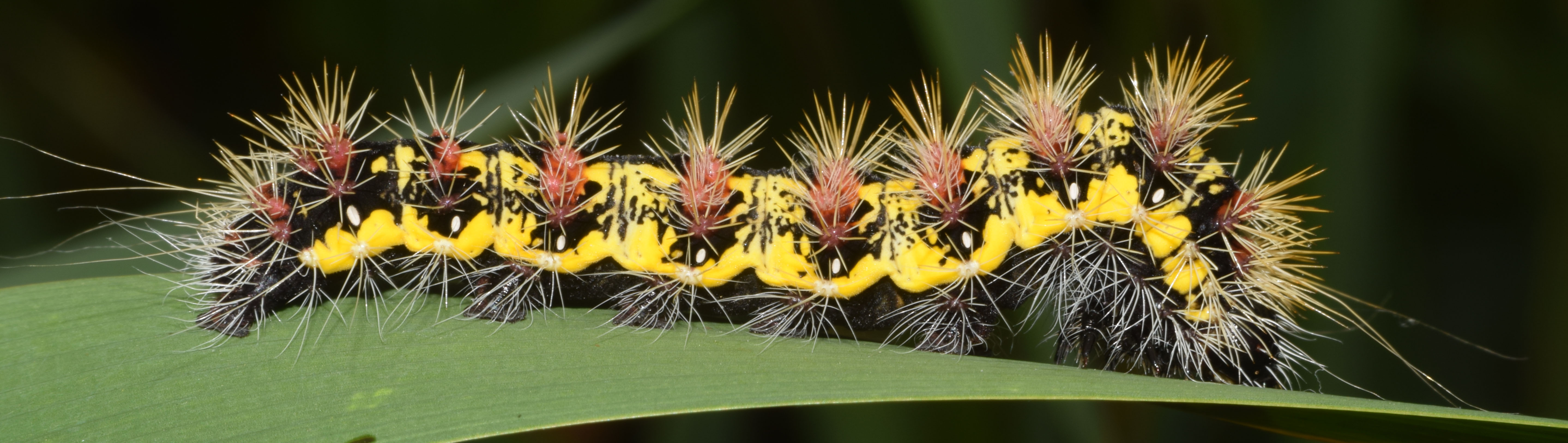 Sighting 1103033 | Butterflies and Moths of North America