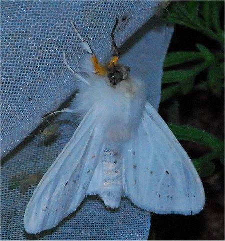 Butterfly, Moth, and Caterpillar Photographs from Burnett County ...