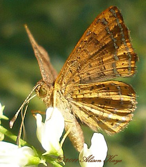 Fatal Metalmark Calephelis nemesis (W.H. Edwards, 1871) | Butterflies ...