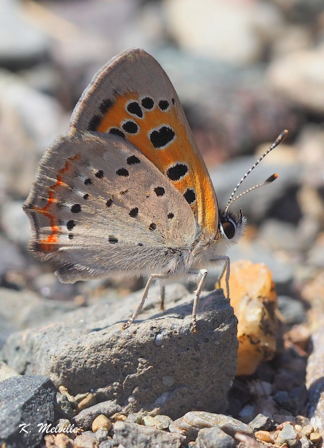 Butterfly, Moth, and Caterpillar Photographs from New Brunswick ...