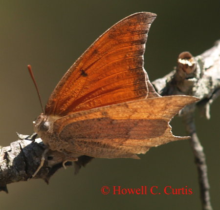 Goatweed Leafwing Anaea andria Scudder, 1875 | Butterflies and Moths of ...