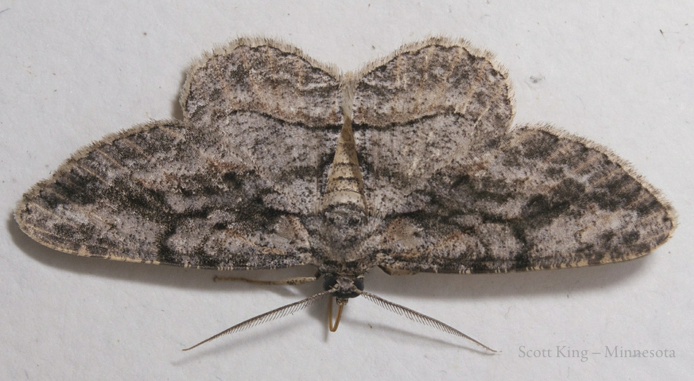 Butterfly, Moth, and Caterpillar Photographs from Rice County ...