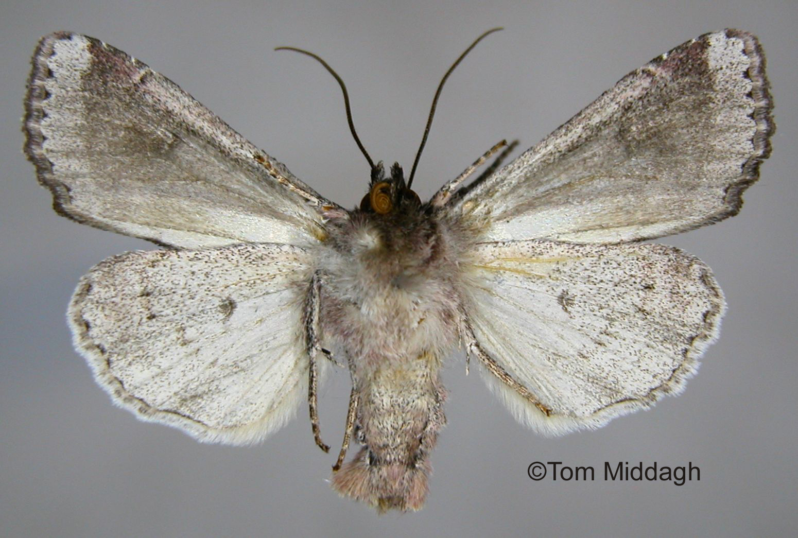 Butterfly, Moth, and Caterpillar Photographs from Nobles County ...