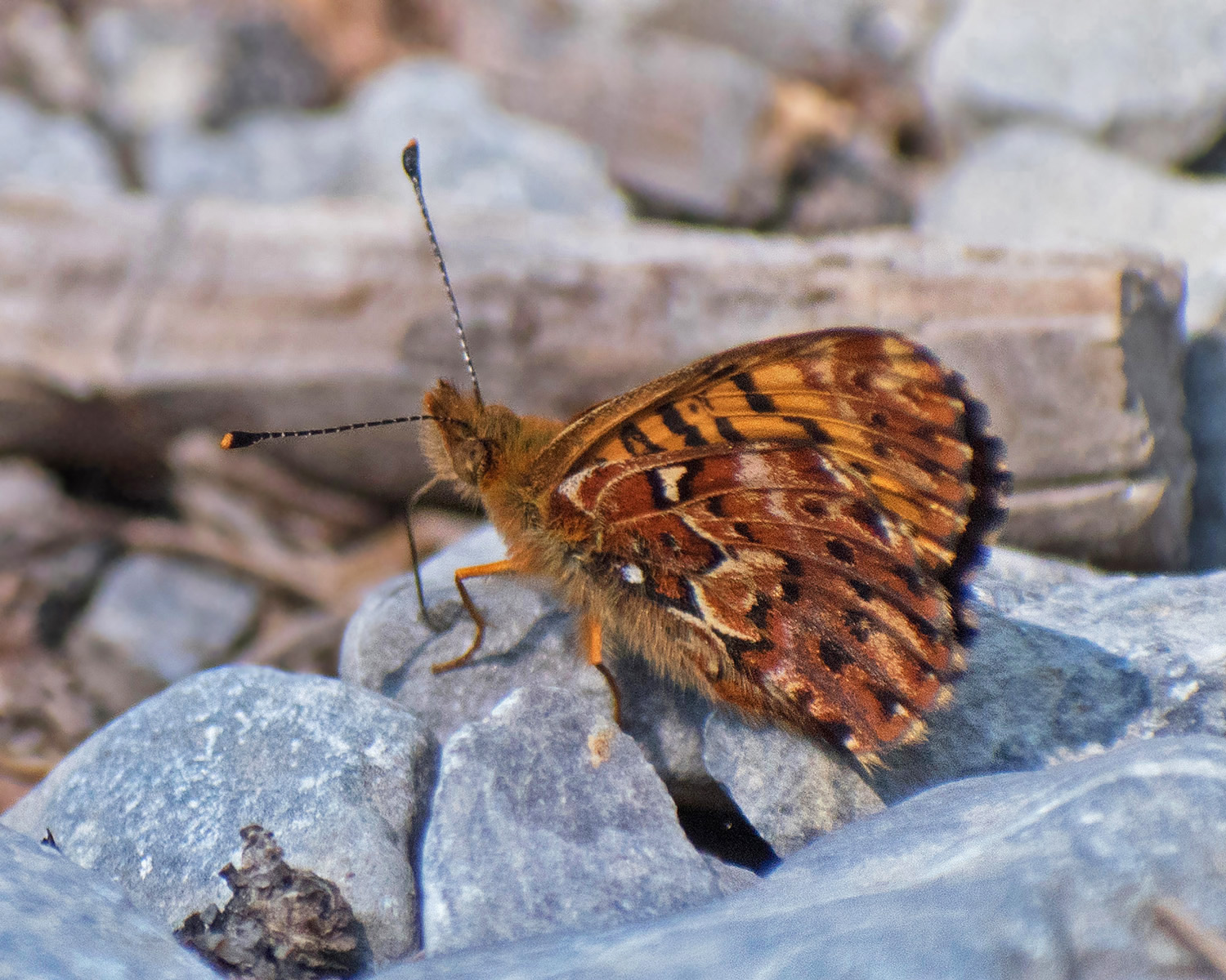 Butterfly, Moth, and Caterpillar Photographs from Alberta | Butterflies ...