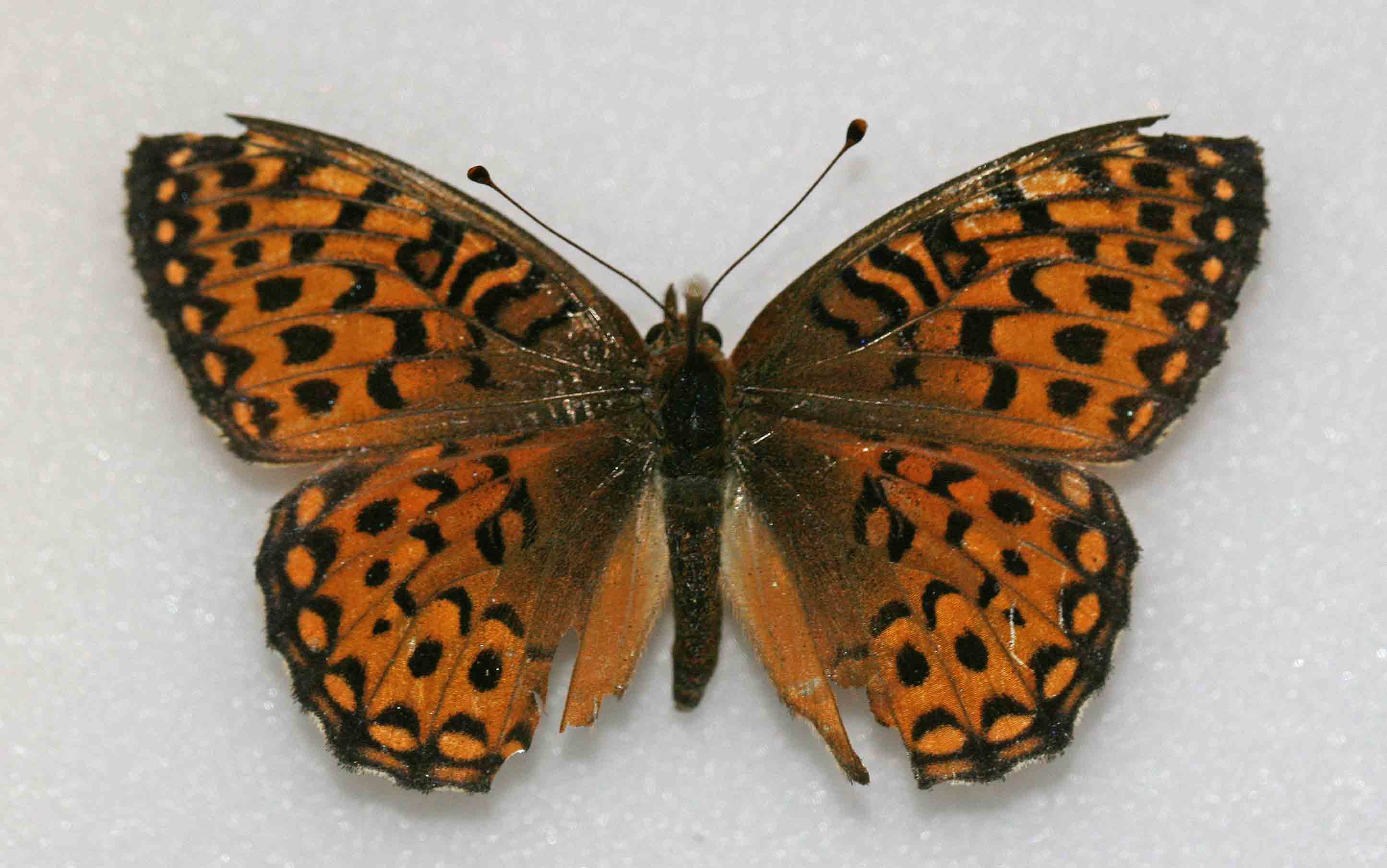 Butterfly, Moth, and Caterpillar Photographs from Stevens County ...