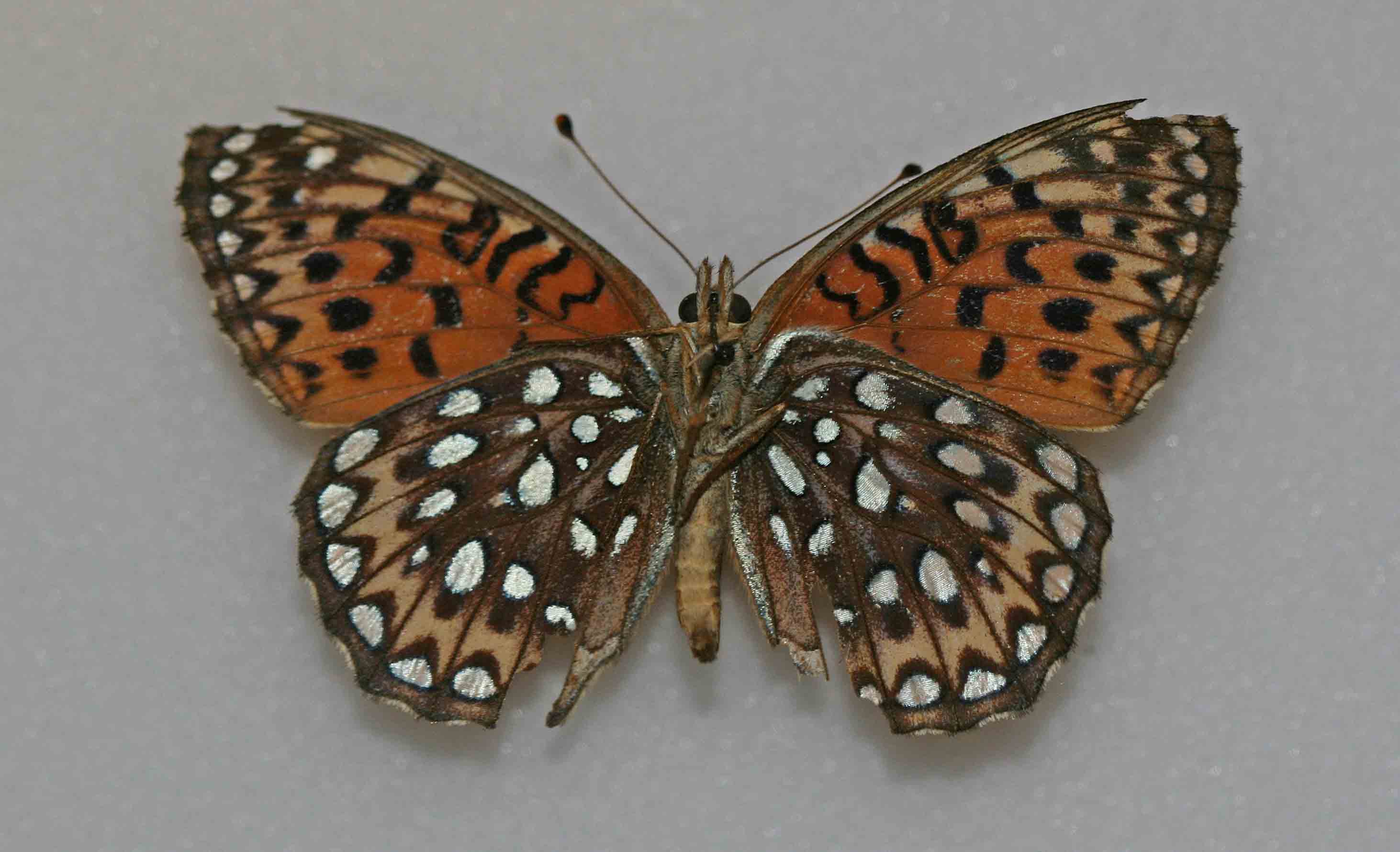 Butterfly, Moth, and Caterpillar Photographs from Stevens County ...