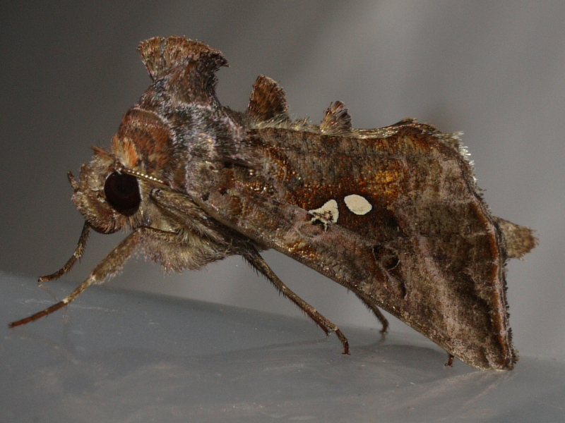 Wisconsin | Butterflies and Moths of North America