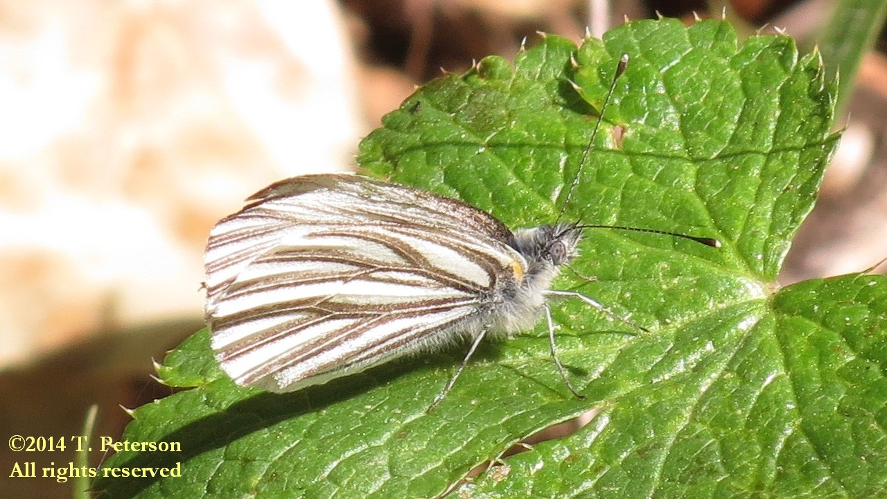 Butterfly, Moth, and Caterpillar Photographs from San Mateo County ...