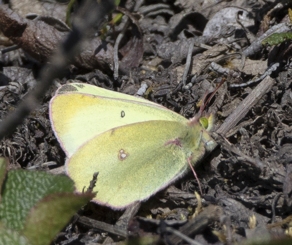 Photographs from Alaska | Butterflies and Moths of North America