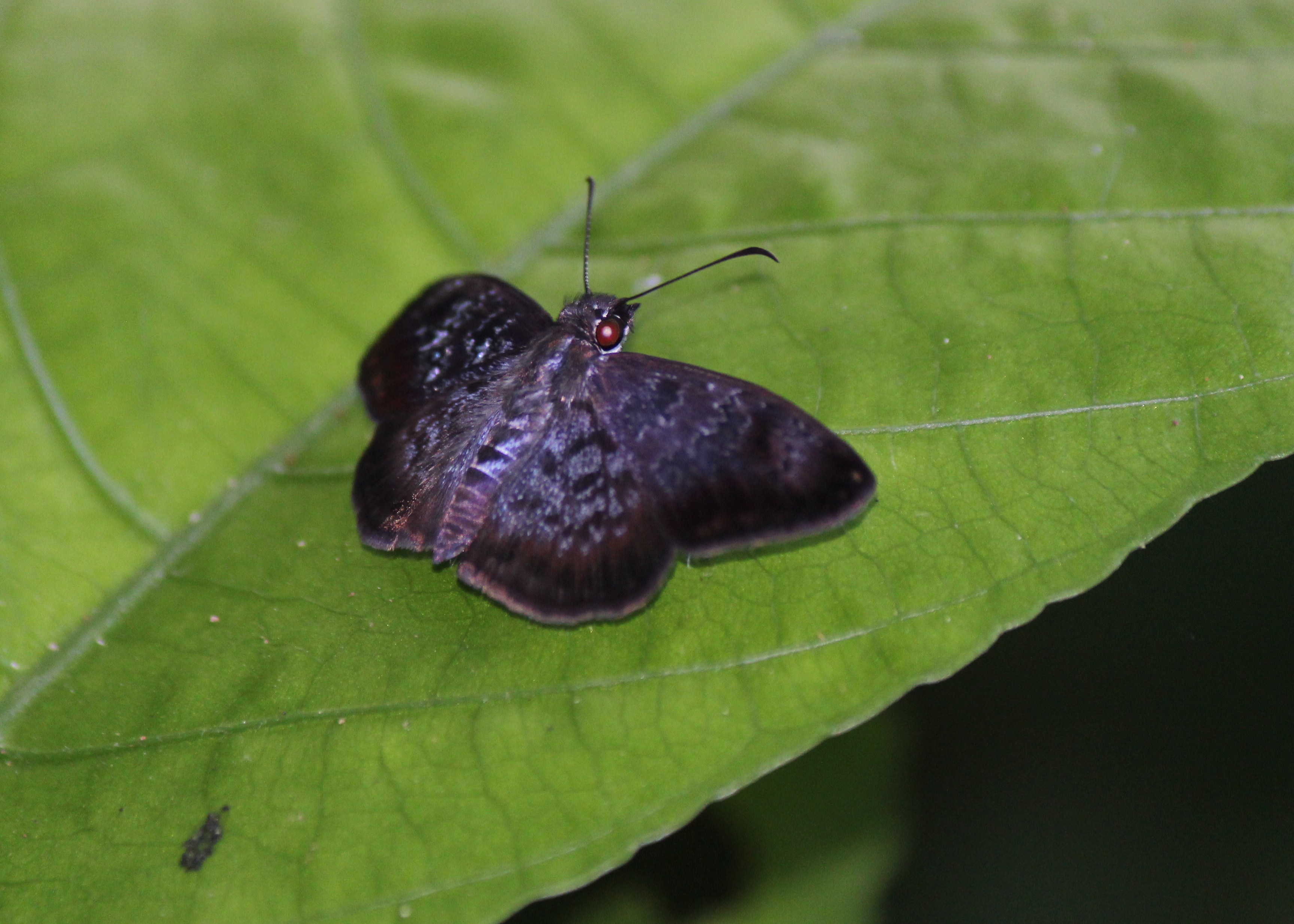Butterfly, Moth, and Caterpillar Photographs from Chiapas | Butterflies and Moths of North America